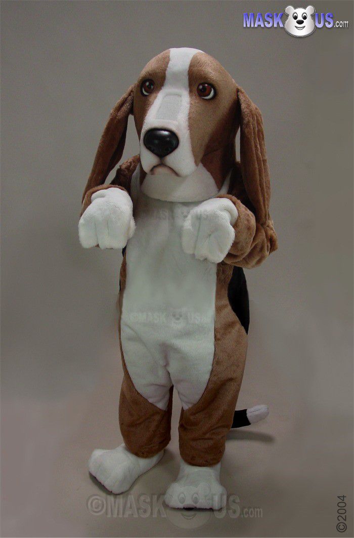 Gray Basset Hound